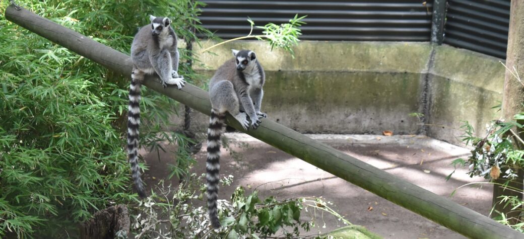 Hamilton Zoo - My New Zealand Campervan Trip